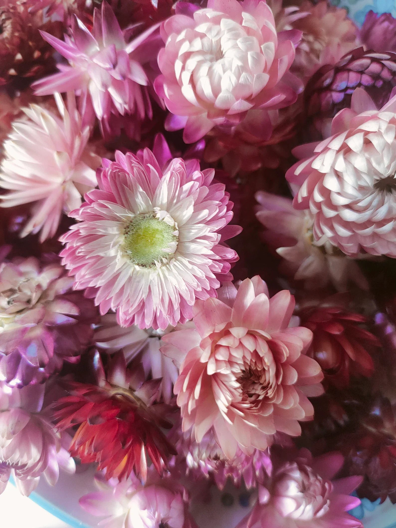 Project Flowers | Craft flowers online | Dried flower shop – Angle ...